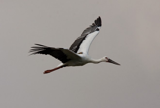 BIRDING - Kyoto, Kansai and Japan: storks & spoonbills