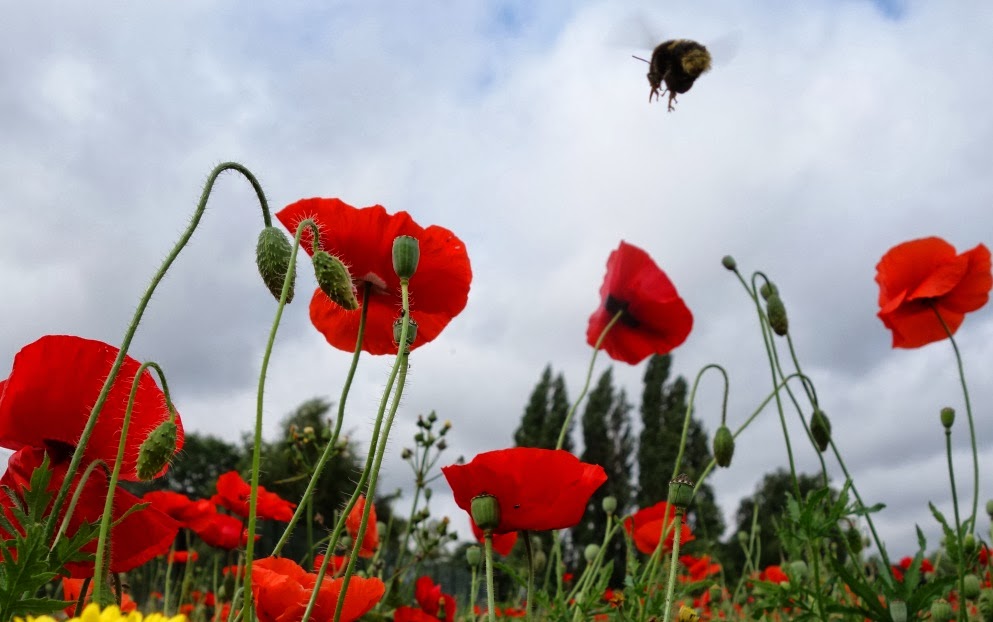 Urban Pollinators: How to create an annual flower meadow