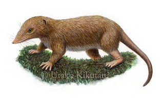 reinado dos dinossauros: ezostrodonte