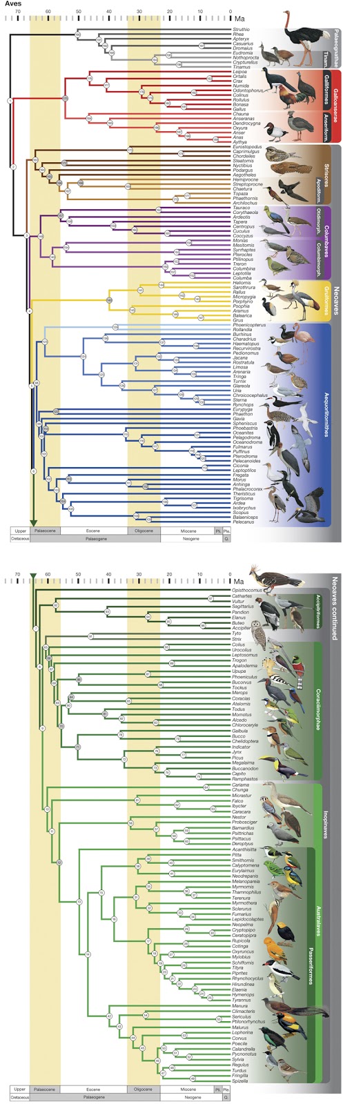 Species New to Science: [Ornithology / Evolution • 2015] A ...