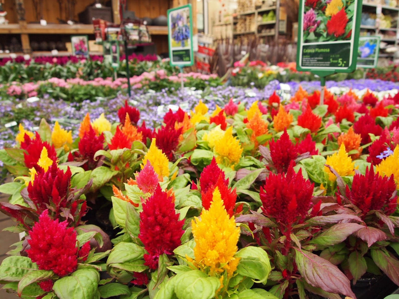 Bunga Yang Paling Mahal 2020 Pics