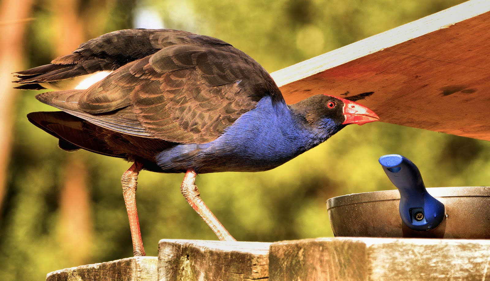 Pukeko