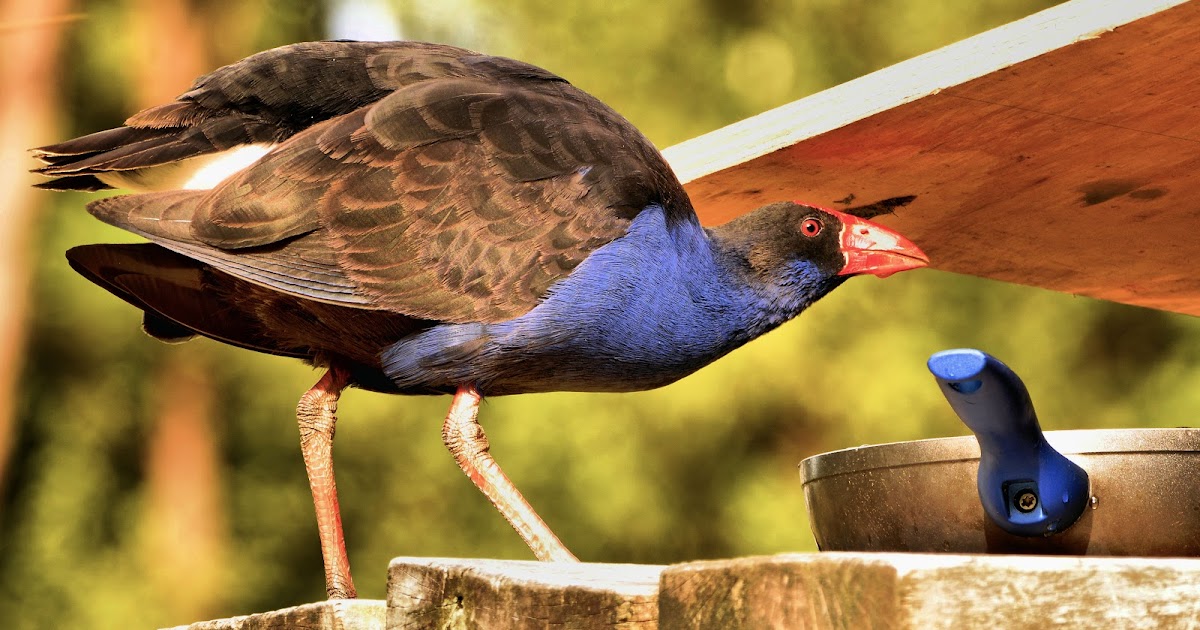 Pukeko