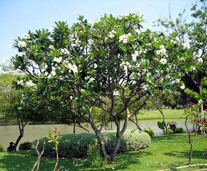 Kamboja (Plumeria sp.) | Tanaman Hias Lanskap