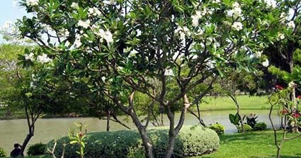 Kamboja (Plumeria sp.) - Tukang taman Murah