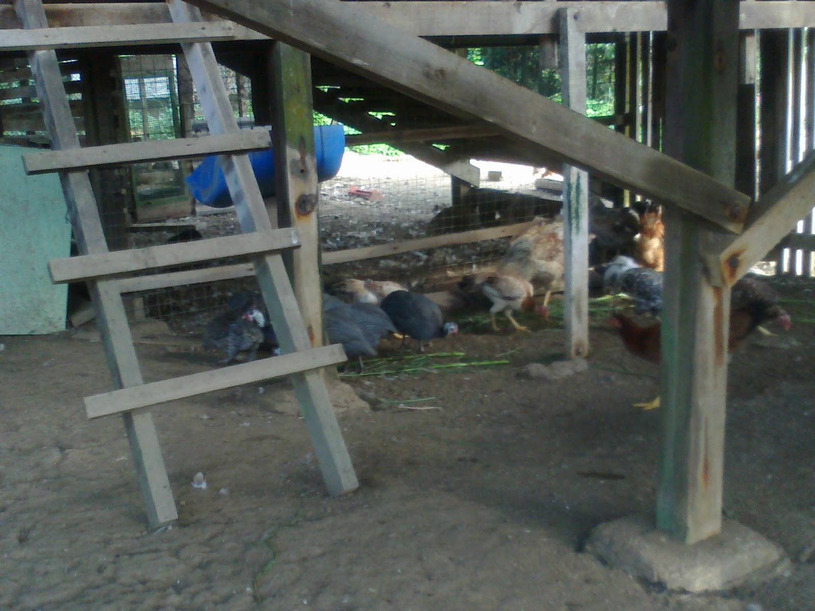 AdEH MaNTaN PenTerNak RuMiNaN