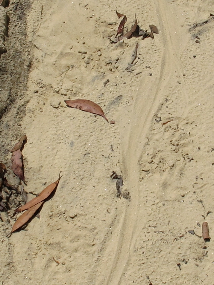 Old writer on the block: More about animal tracks