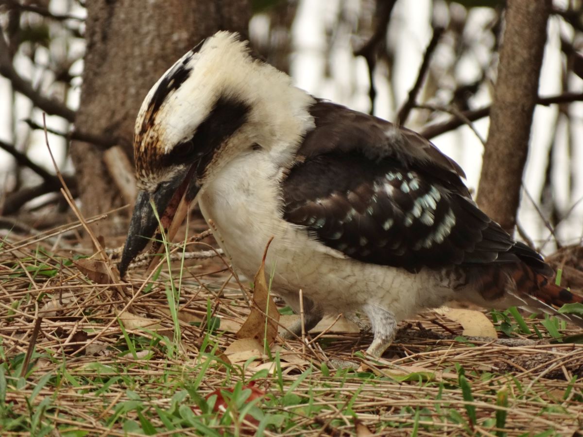 Snap Happy Birding: Kookaburra