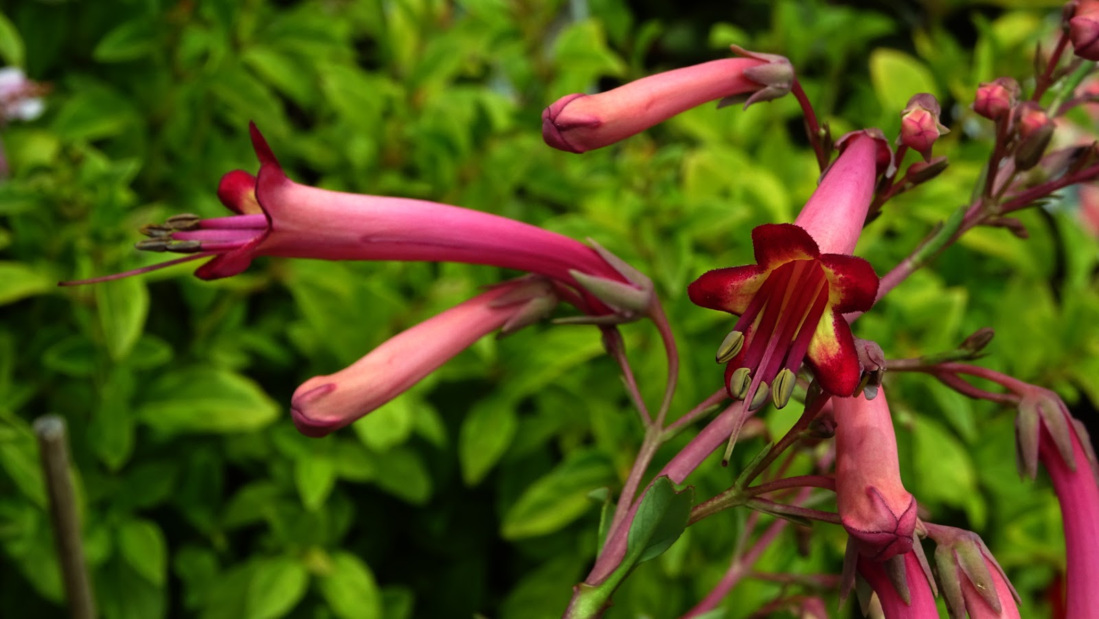 NixPages: CAPE FUCHSIA