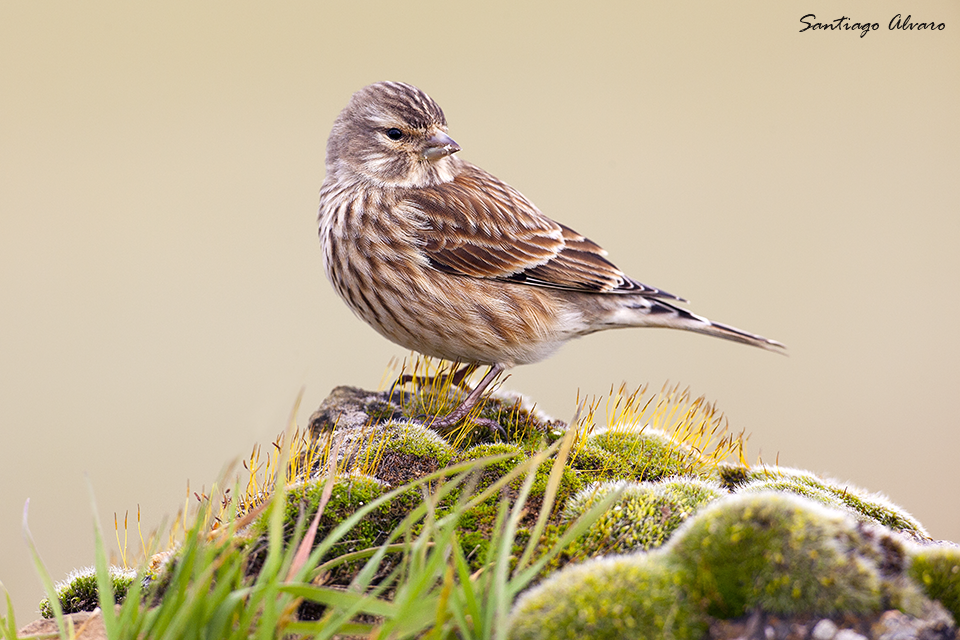 PARDILLO COMÚN | Mirada