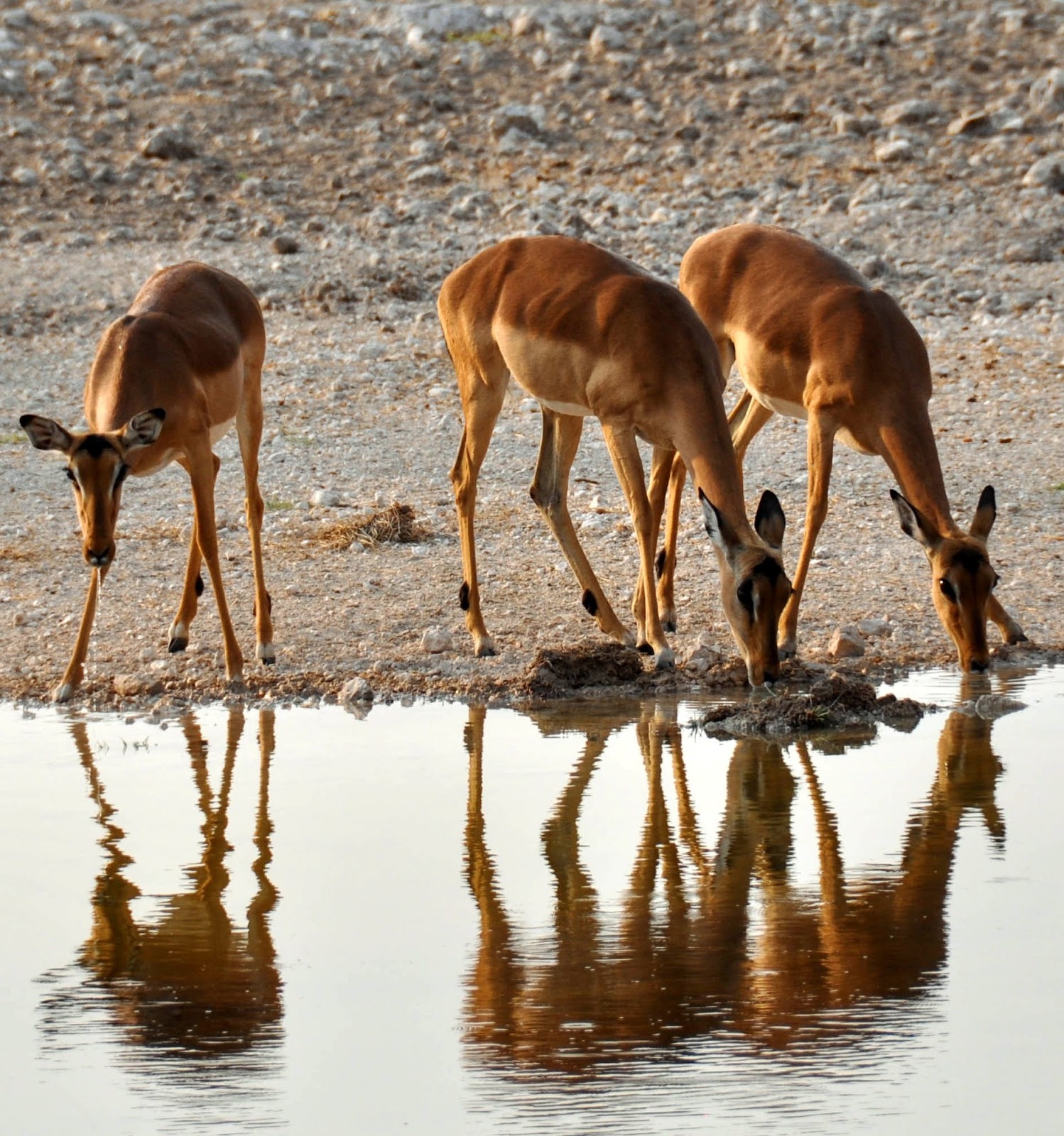 Picture of three female impala's drinking water - About Wild Animals