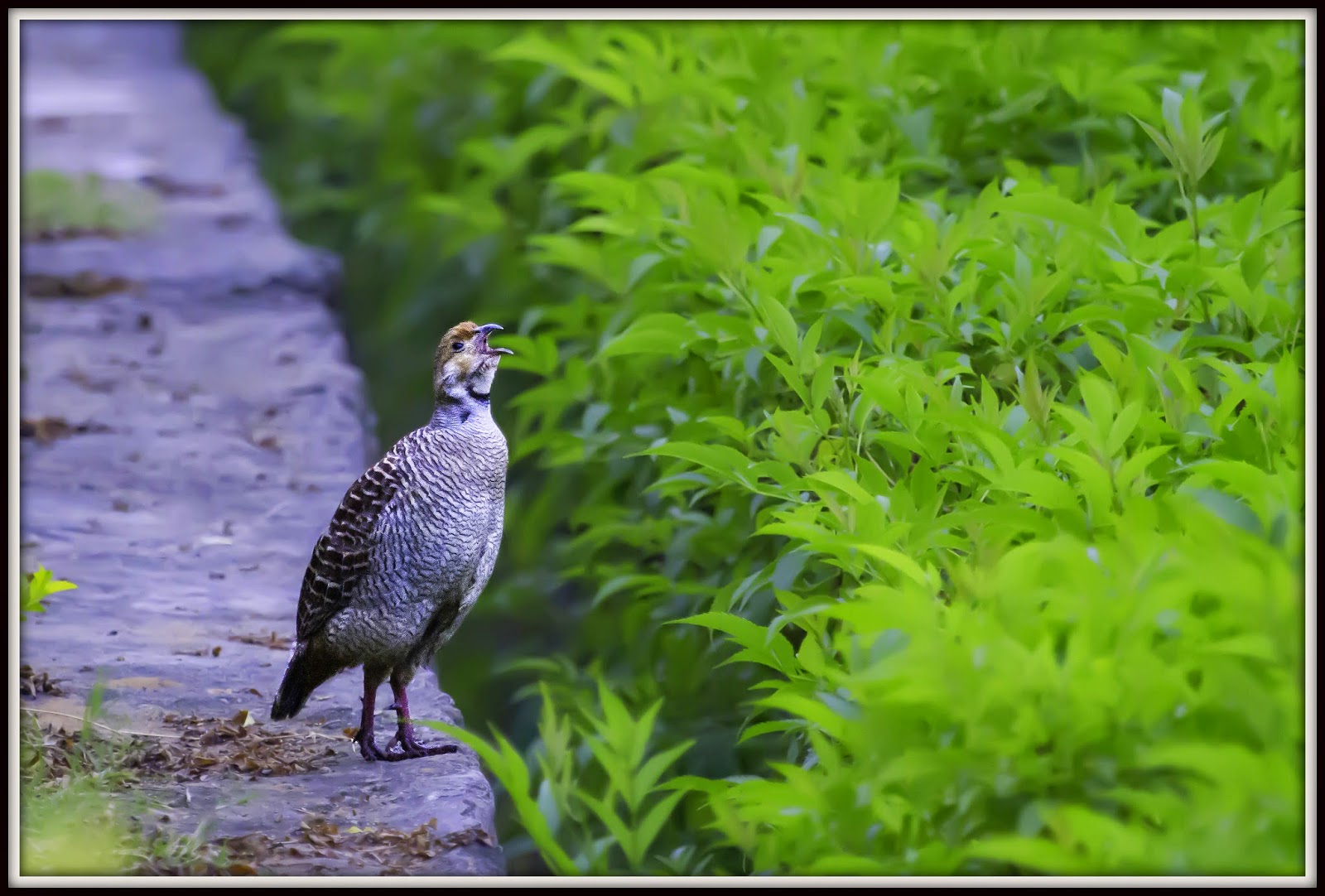 flying beauties of himachal pradesh: Grey Partridge(Francolinus ...