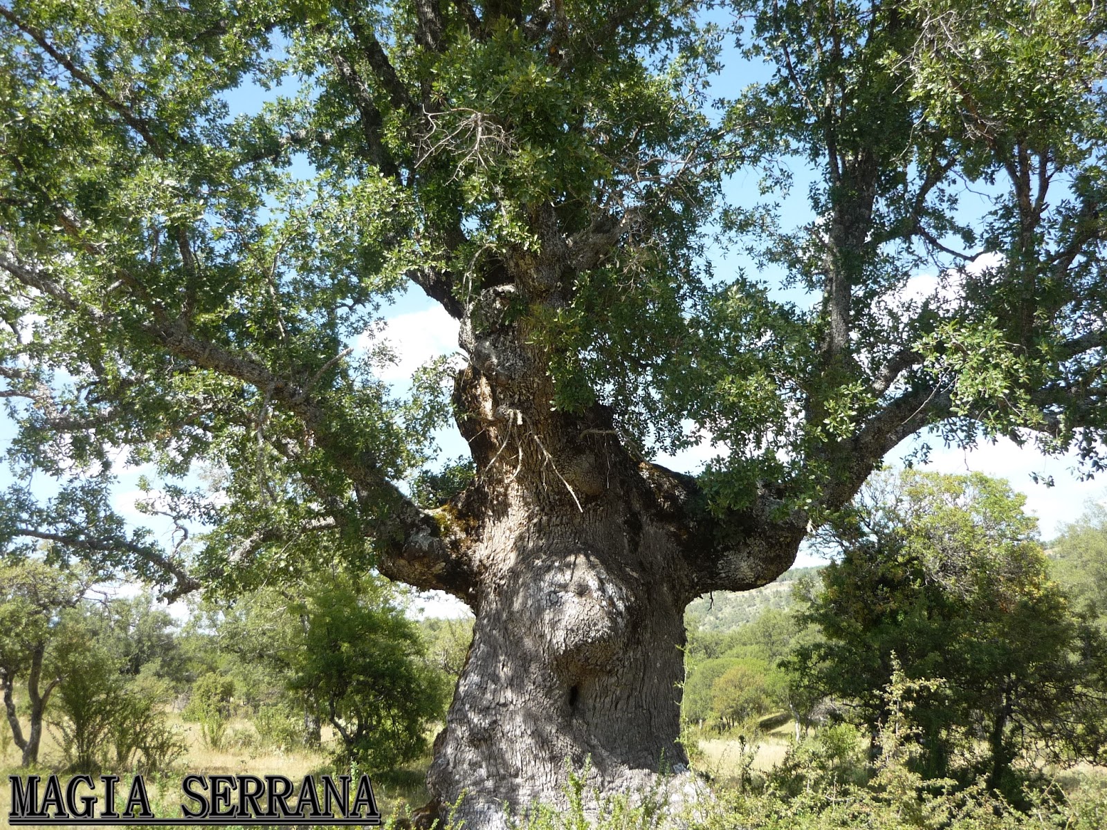 NUESTRO ROBLE, EL QUEJIGO (QUERCUS FAGINEA)