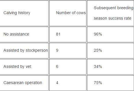 Basics of Calving for Beginners - Vet in Training