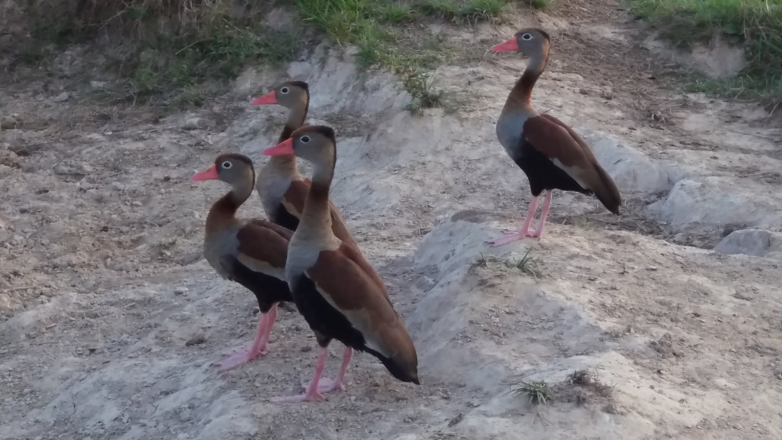 Vida Llanera: Animales Del Llano