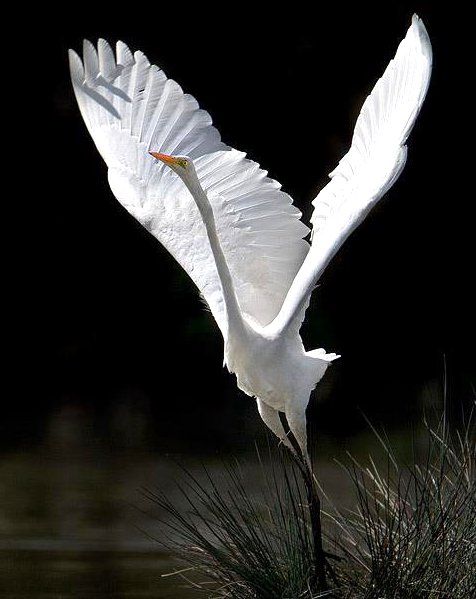 The Flying Tortoise: Nature's Marvels...