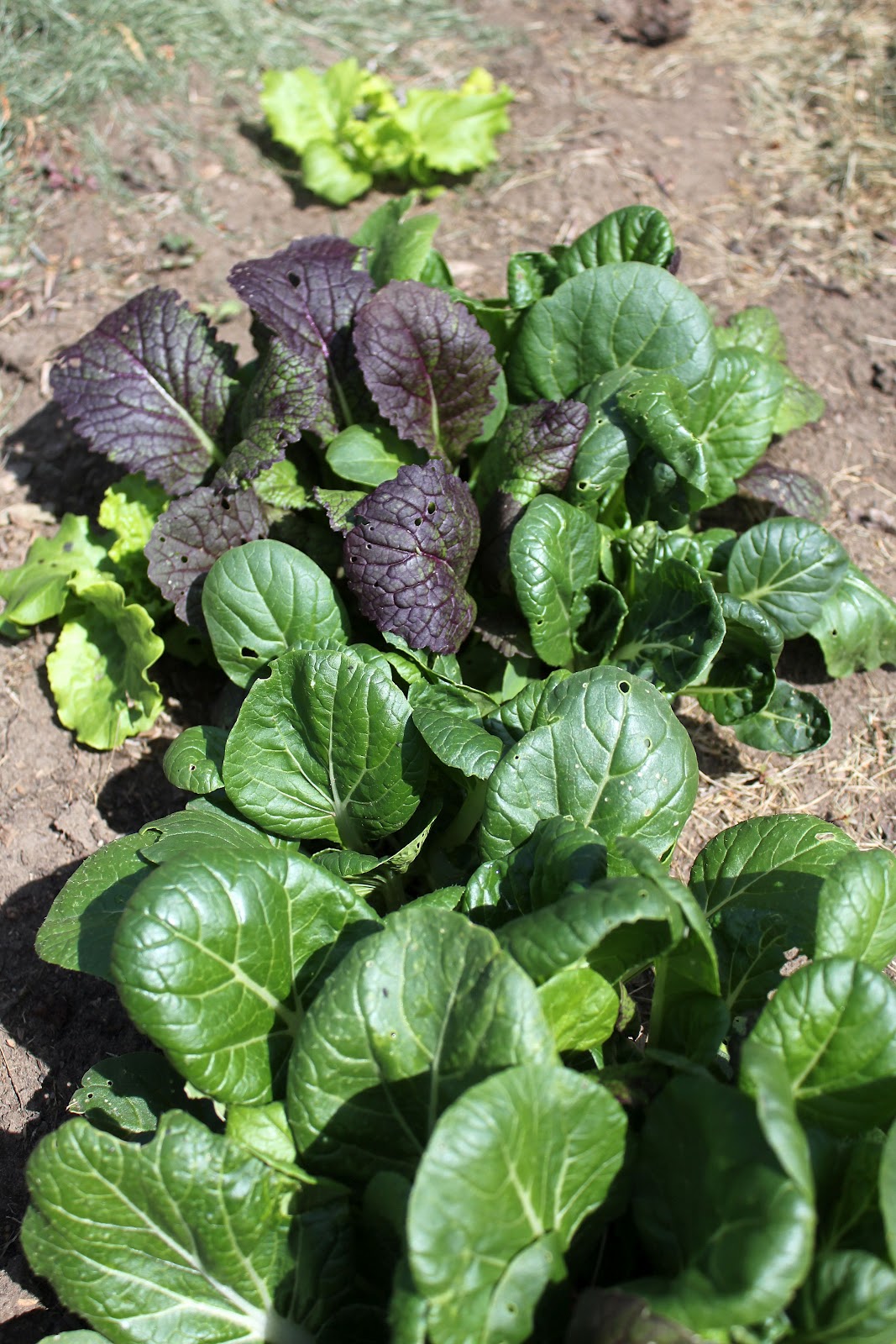 My Mountain Garden Gleanings: Lettuce Go Crazy!