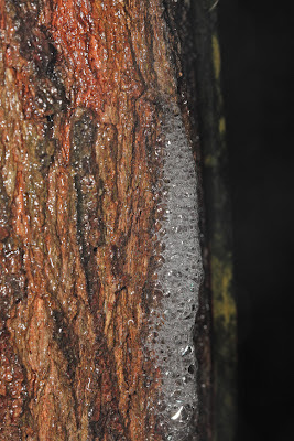 BunyipCo: March 2012