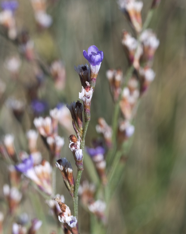 Paseos por la naturaleza: Limonium humile. Acelga salada.