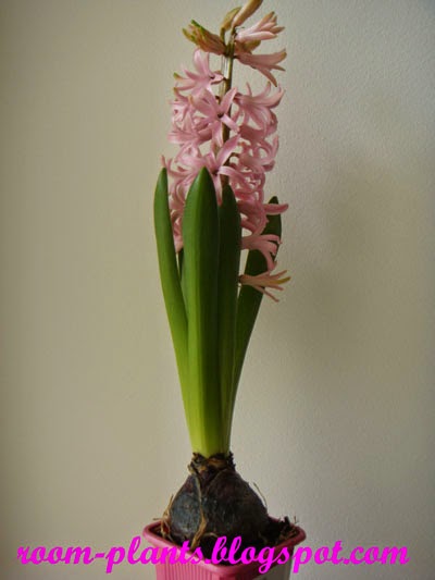 Plant's the soul of your flat: A hyacinth in a pot: how to grow ...