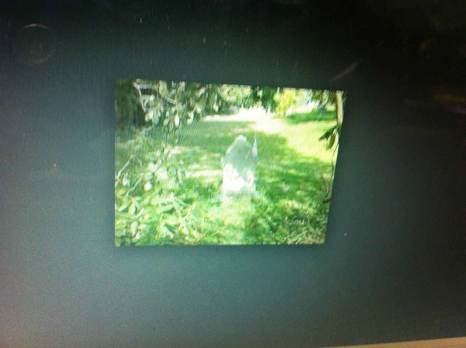 THE BLACK SOCIAL HISTORY:: BLACK SOCIAL HISTORY : AFRICAN AMERICAN ...