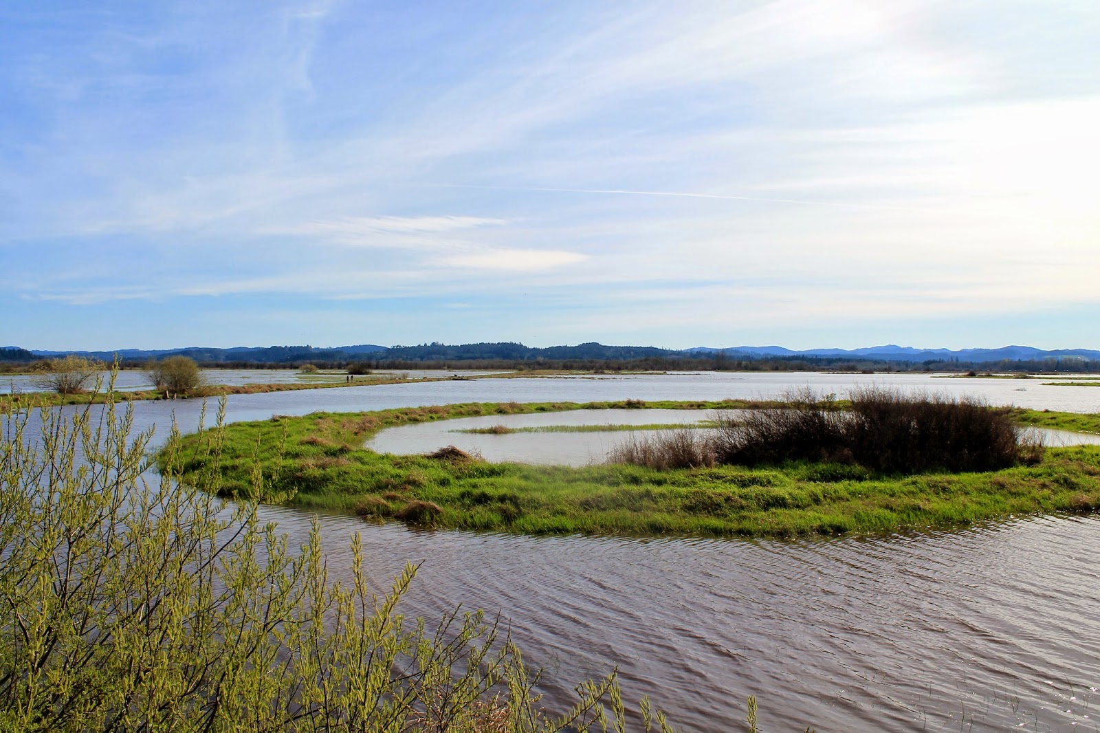 shellmo: Fern Ridge Reservoir