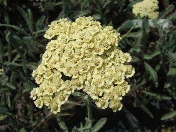 Flowers & Planets: Achillea Anthea