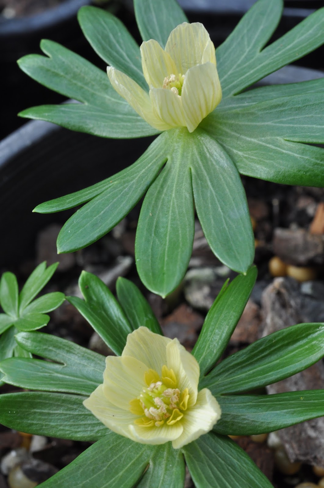 Alpine Garden Society Victorian Group: Eranthis known as 'The Winter ...