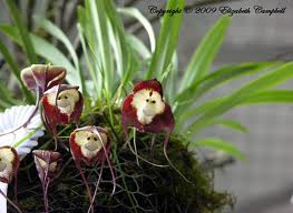 Anggrek Monyet (Dracula simia) | Planet Tanaman