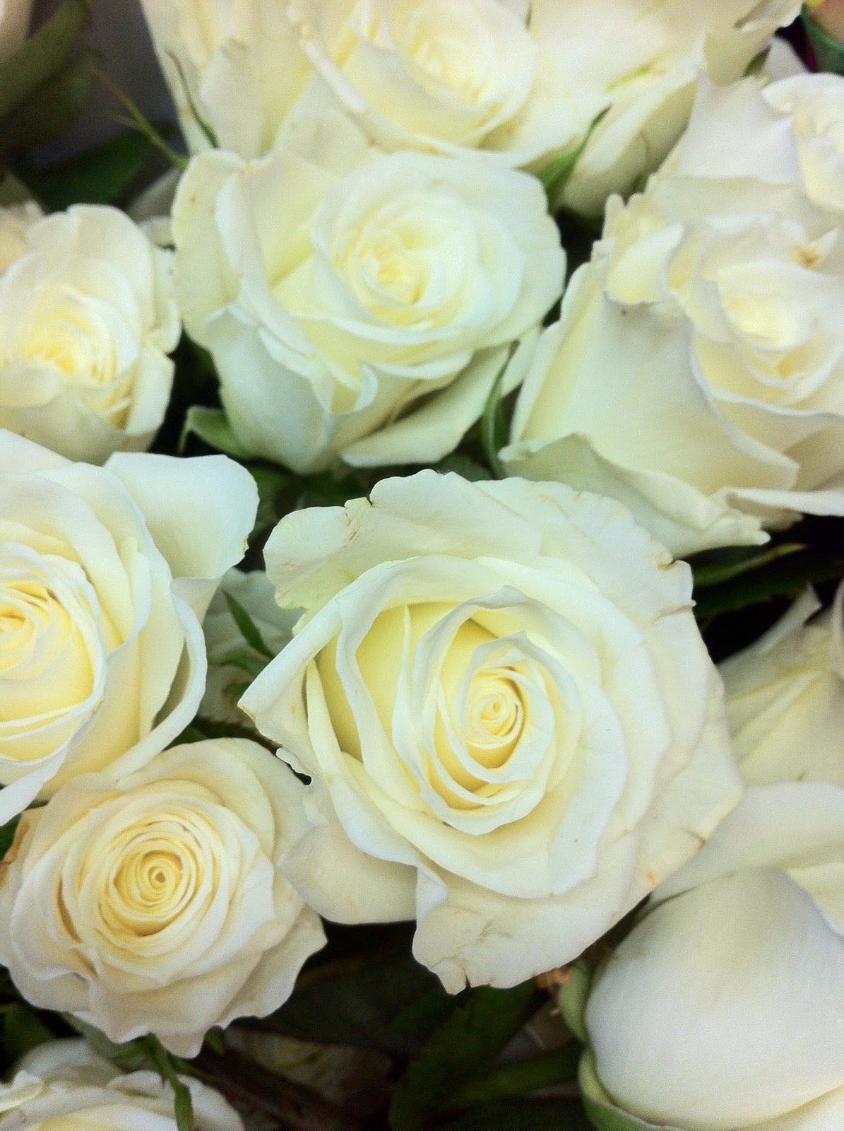 The Enchanted Petal: Lovely is the Rose