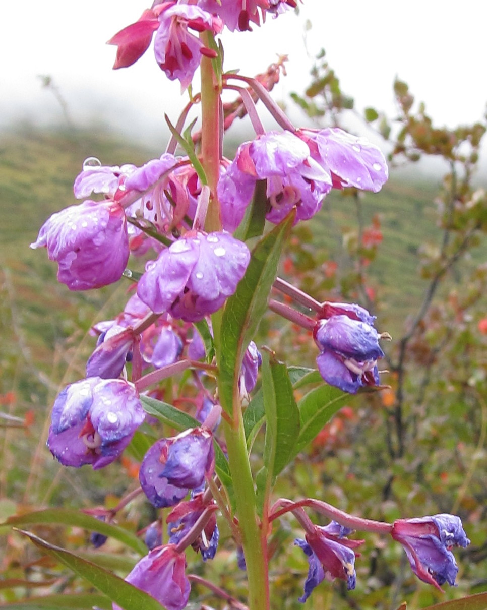 keeper of wild places: the color of fireweed