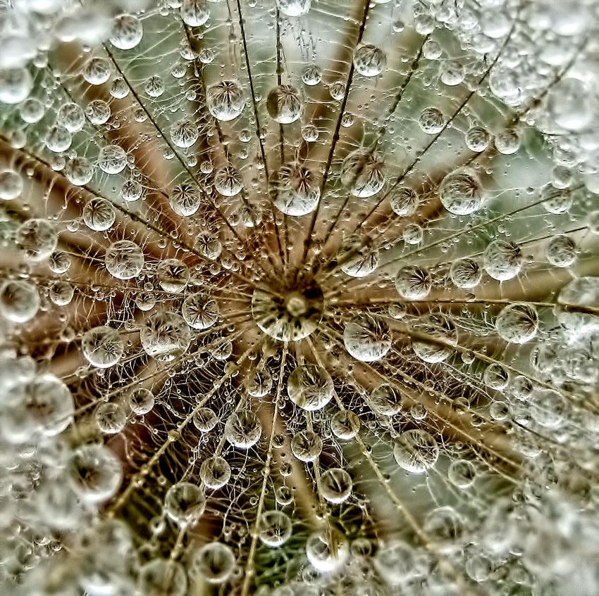 dowsondesigner: HD Macro Photography