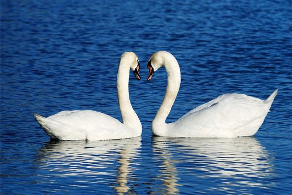 Bimbingan Belajar Antusias: ANGSA BERTELUR EMAS