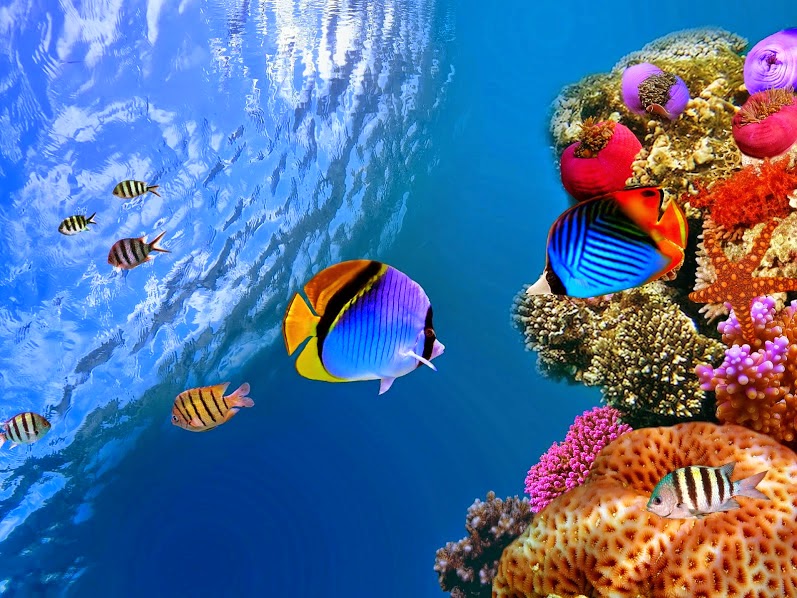 ஜ۩۞۩ஜ Azulestrellla ஜ۩۞۩ஜ: Animales acuáticos de nuestros Océanos