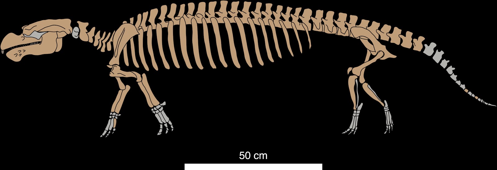 Caribbean Paleobiology: Finally, early sirenians in Africa