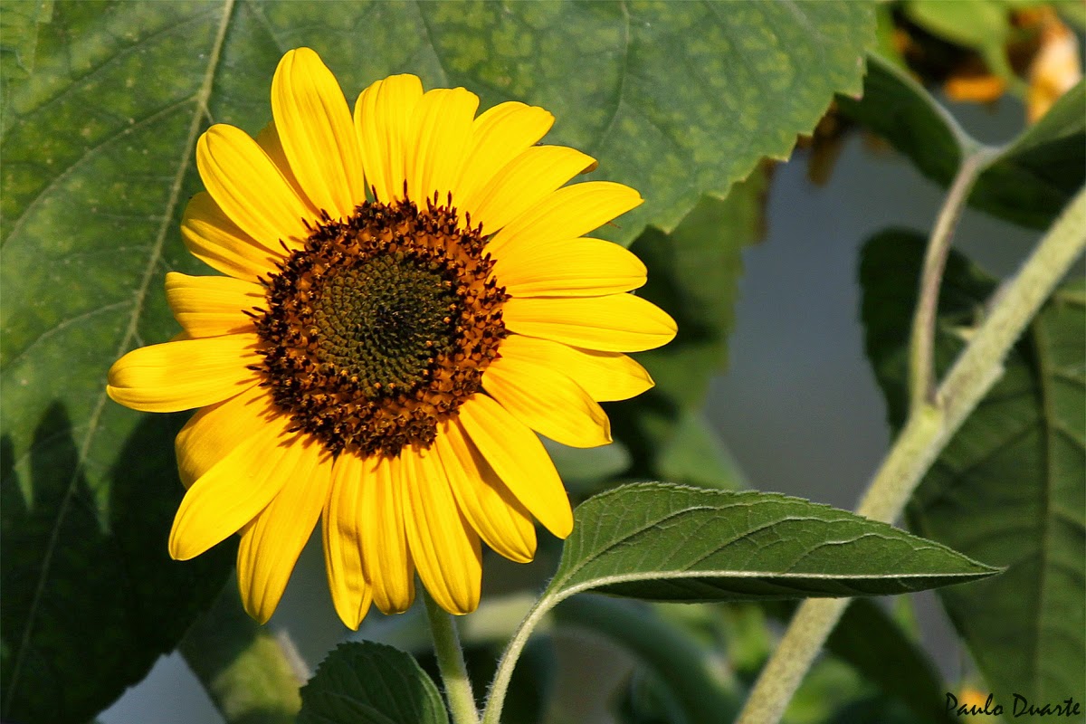 Vislumbres...: A flor do Sol...