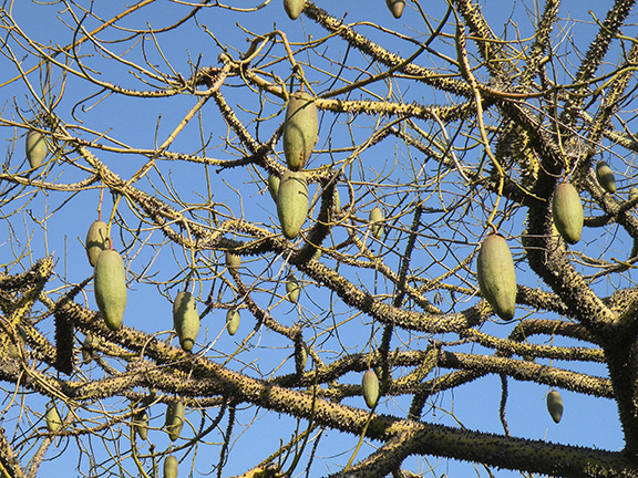 treeaware: Silk Floss Tree
