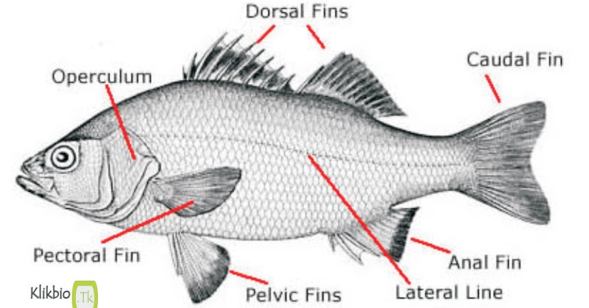Characteristics, Morphological Structure, Organ Systems,Classification ...