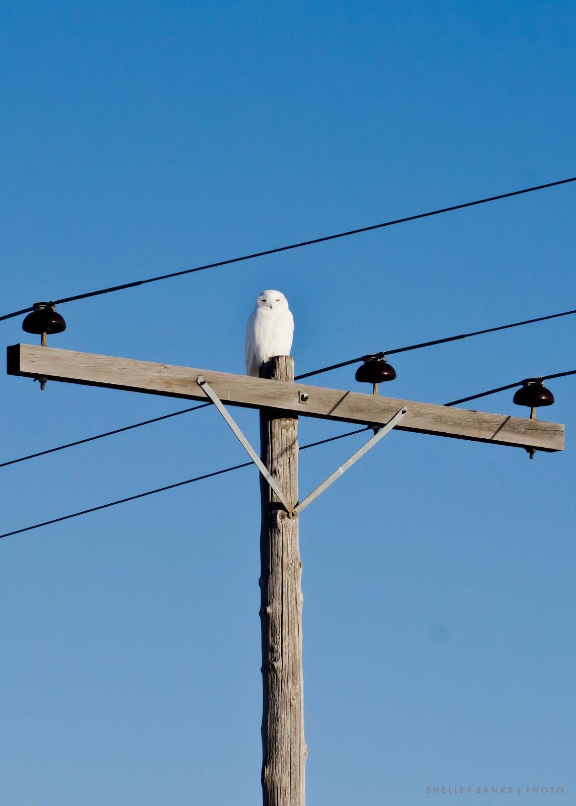 Prairie Nature: Snowy Owls near Regina