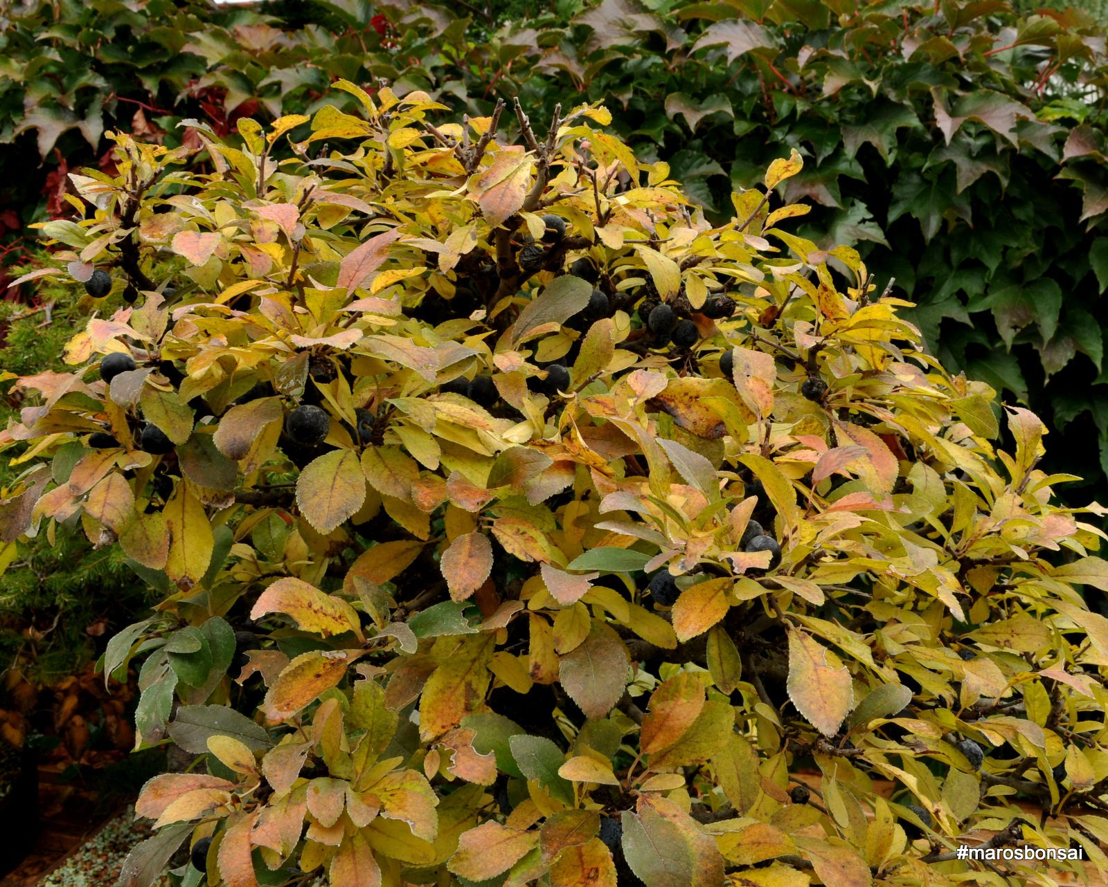 Prunus spinosa in autumn colors
