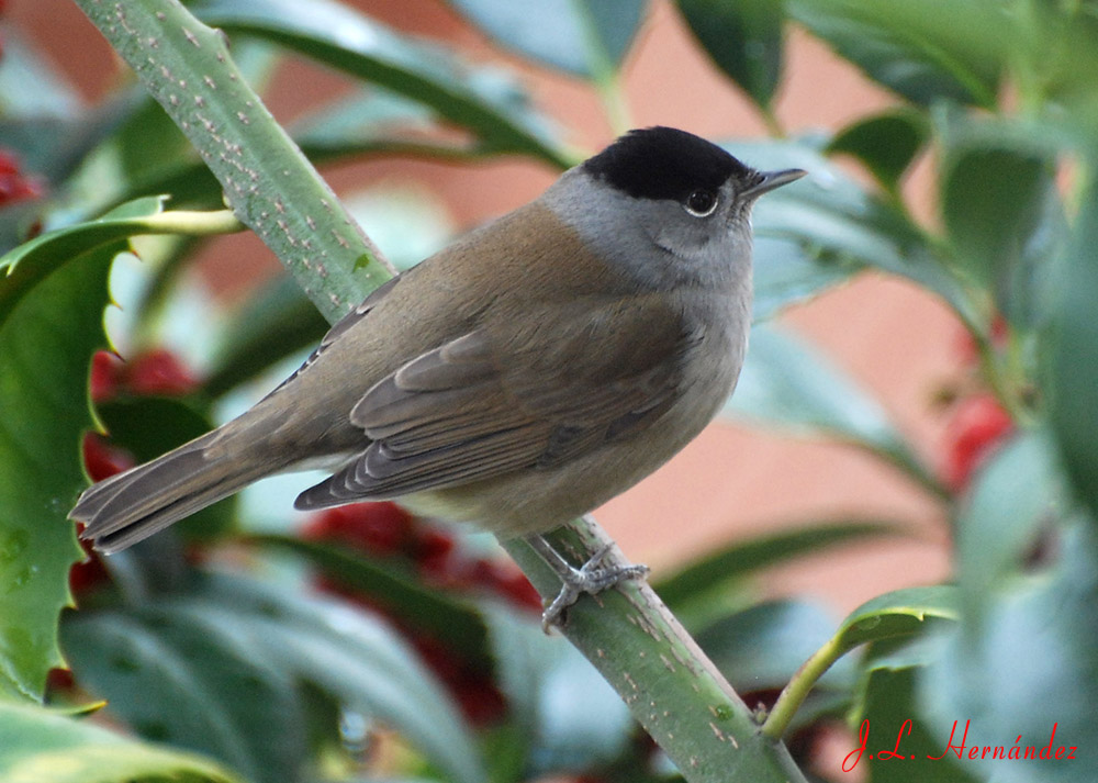 HEGAZTIKLIK: CURRUCA CAPIROTADA (Sylvia atricapilla)