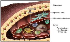 Liver Cells ~ Medical Health Information
