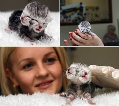 Ghost Hunting Theories: Two-Headed Creatures!