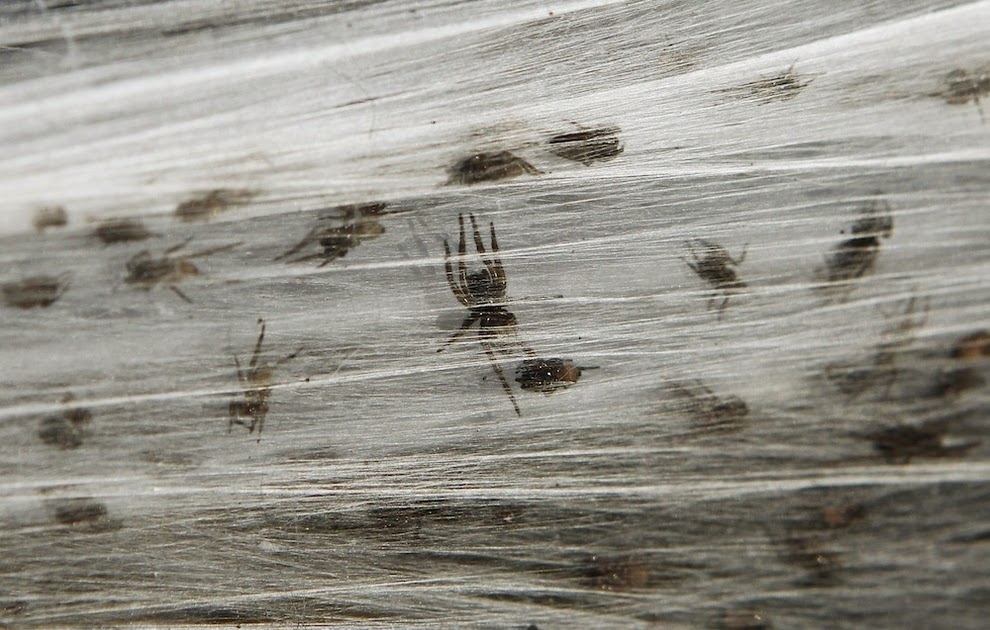 Australia's Spider Web Forest | Funnilogy