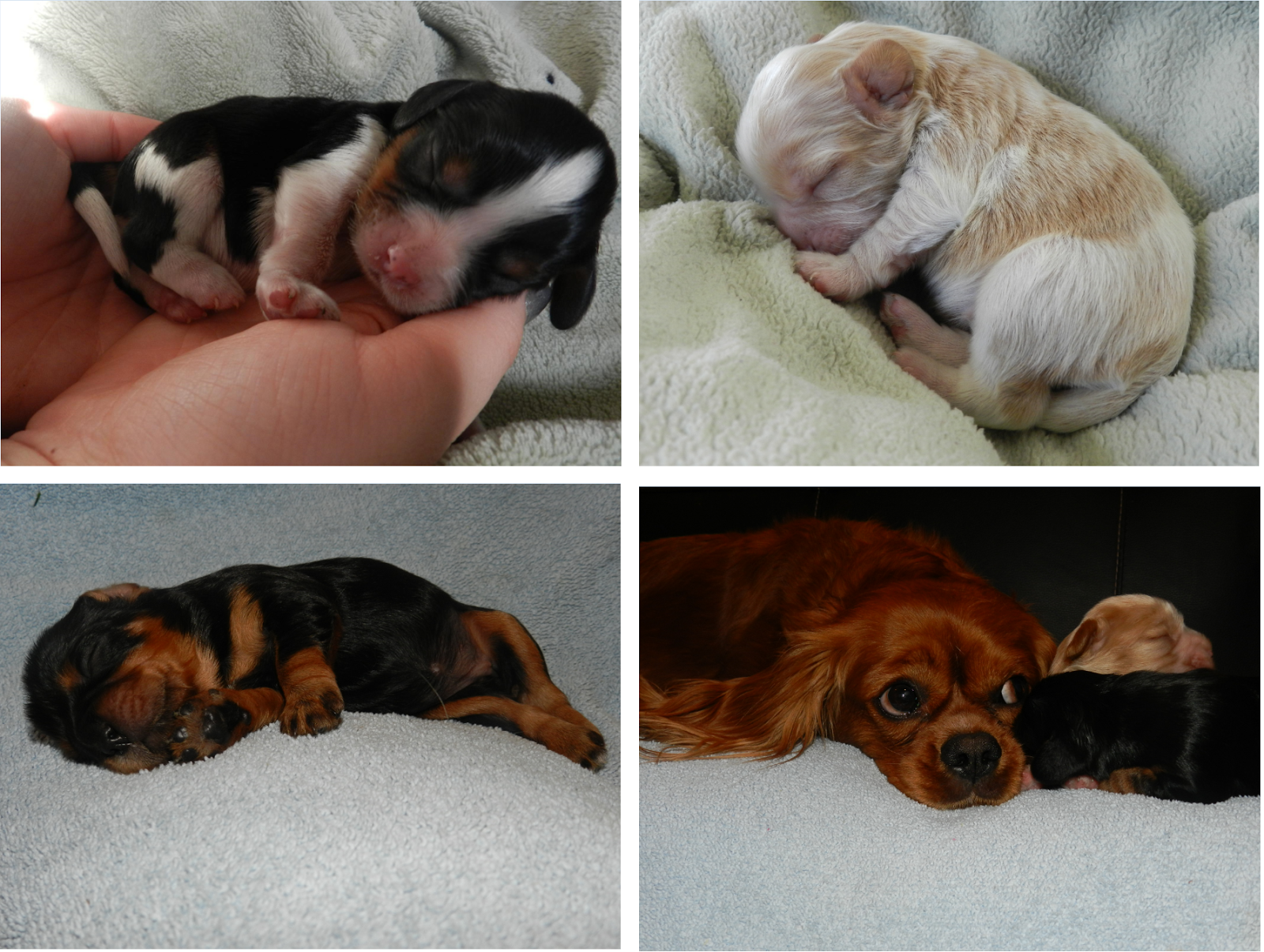 Cavalier King Charles Spaniel Puppies: An update on the newborns.