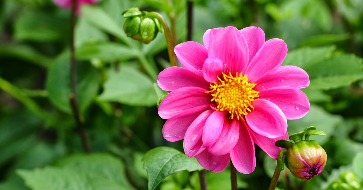 Terbaru 71+ Background Bunga Art