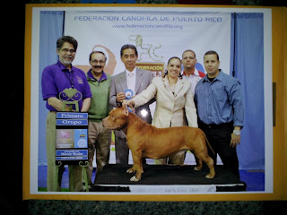 THE PIT BULL WORLD ASSOCIATION: ORGULLO DE PUERTO RICO EL 1er CAMPEON ...