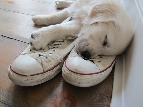 Meet the Squeebles: Meet Onion, our squog