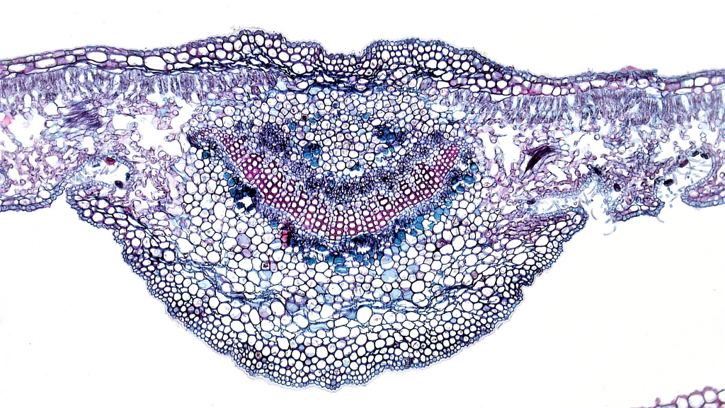 ANOTOMY OF DICOTYLEDONS LEAF