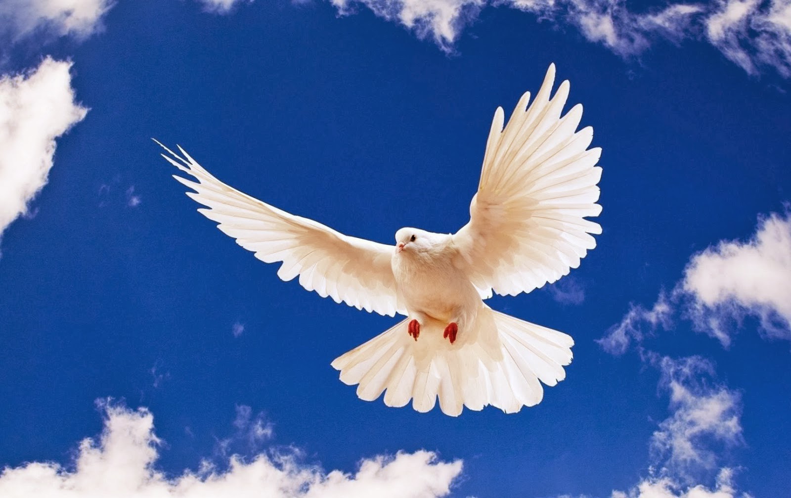 Dove wallpaper HD - beautiful desktop wallpapers 2014